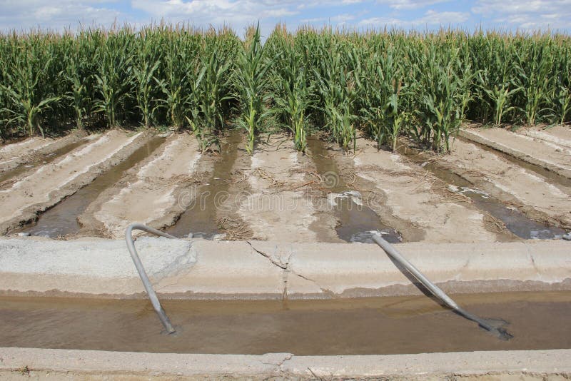Irrigation of Corn in Agriculture Farming Field Stock Photo - Image of ...