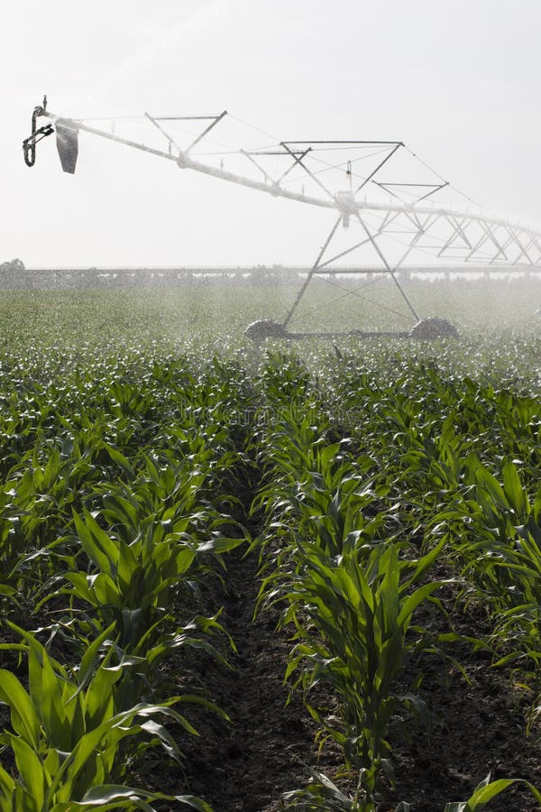 Irrigation of corn field stock image. Image of technology - 105958535