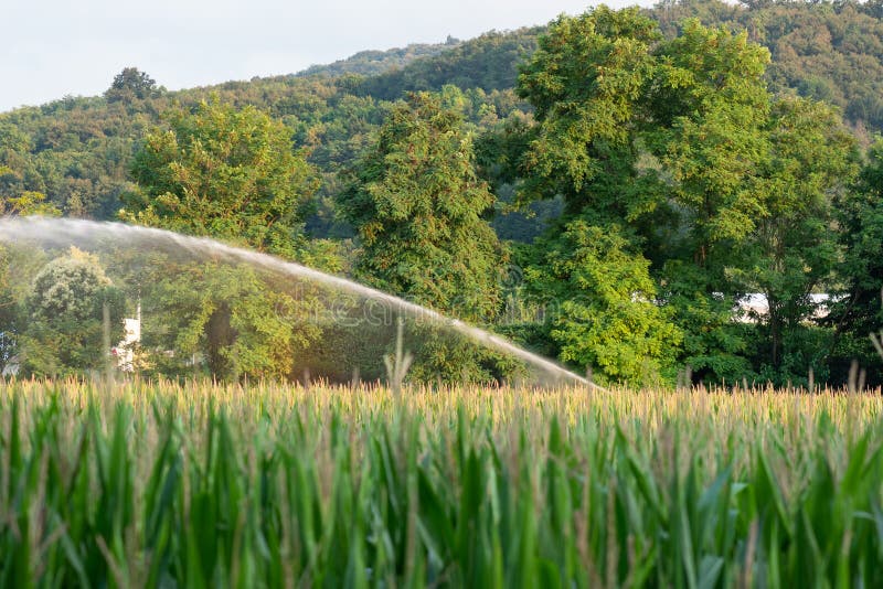 Irrigation of Corn in Agriculture Farming Field Stock Photo - Image of ...