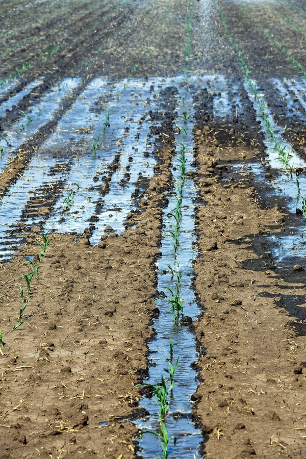 Irrigation on the Corn Field Summer Time Stock Photo - Image of ...