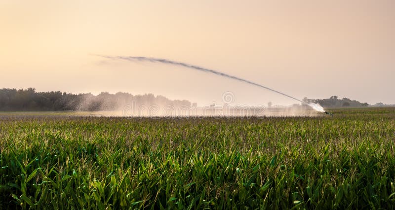 Irrigation on corn field stock photo. Image of corn, green - 33135390