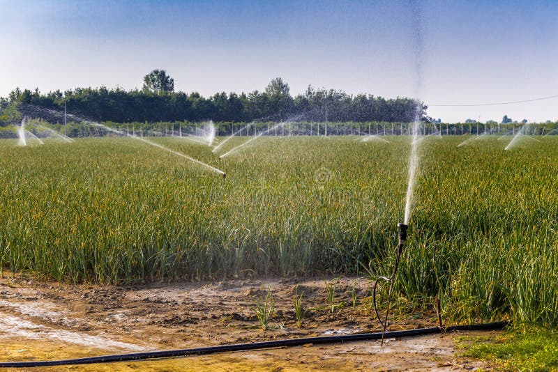Irrigating Fields Stock Photos - Download 316 Royalty Free Photos