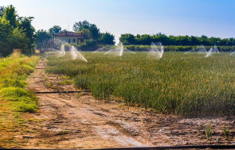 Irrigating Fields Stock Photos - Download 316 Royalty Free Photos