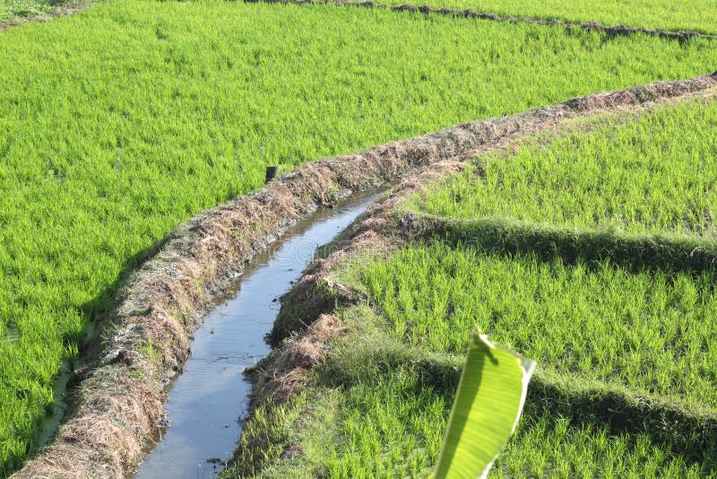 Irrigation De Gisement De Riz Photo stock - Image du zones, milieux ...