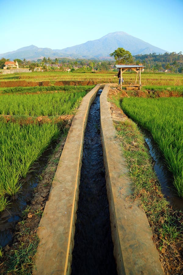 Irrigation De Gisement De Riz Photo stock - Image du zones, milieux ...