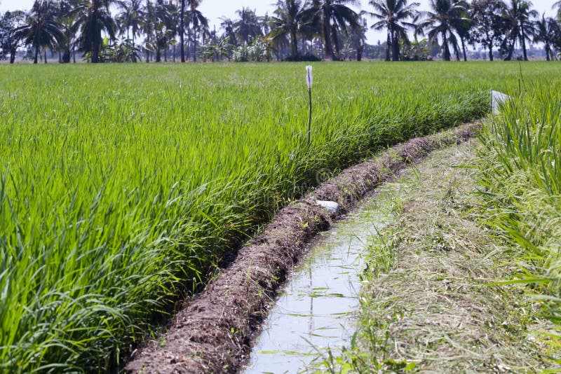 Irrigation ditch stock photo. Image of farm, canal, farming - 62679474