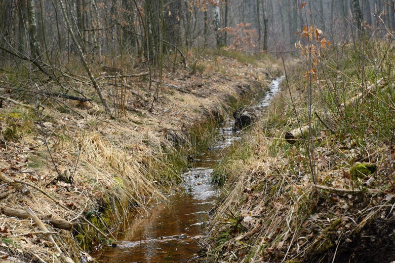 Irrigation ditch in forest stock image. Image of forest - 113526309