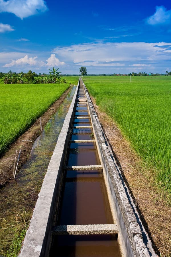 Irrigation in Paddy Field through Water Pump. Stock Image - Image of ...