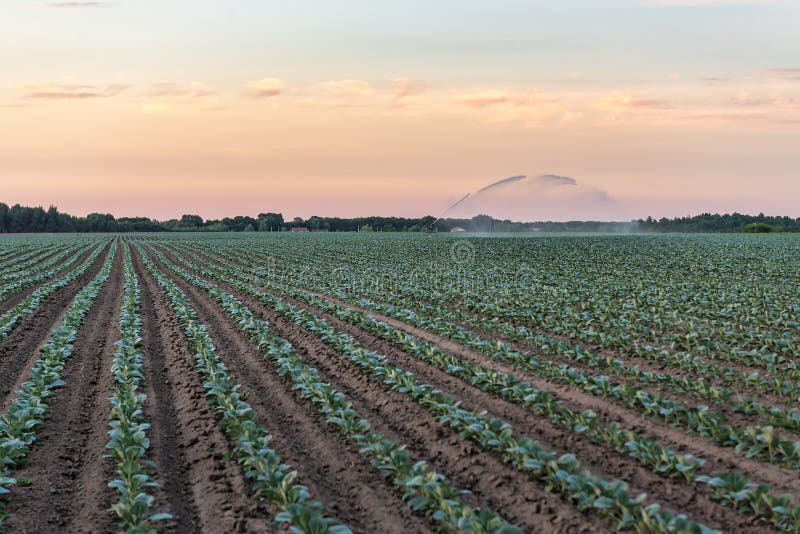 Irrigation Equipment Watering Cabbage Field. Irrigation System Watering ...