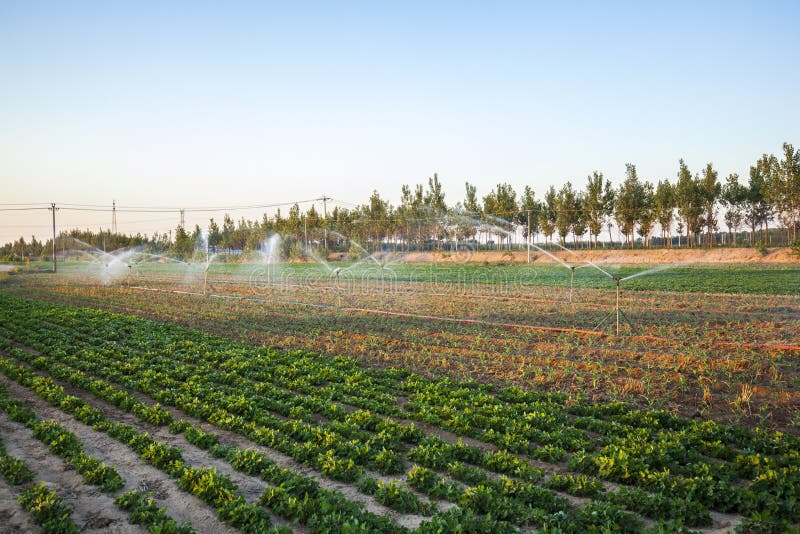 Irrigation farmland stock photo. Image of industry, field - 175590376