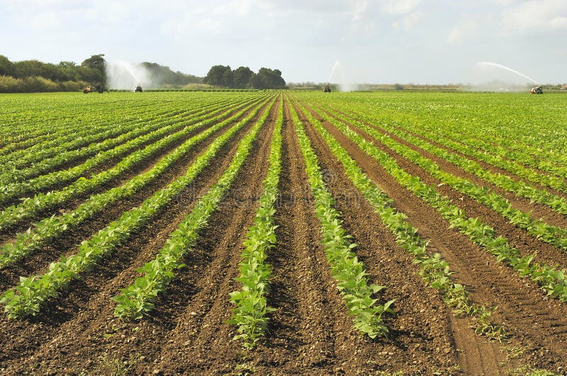 Irrigation Field stock image. Image of crop, agronomy - 7637377