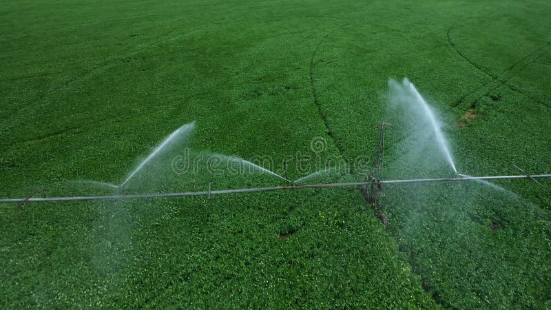 Irrigation of Fields System. Beautiful Streams of Water Over Green ...