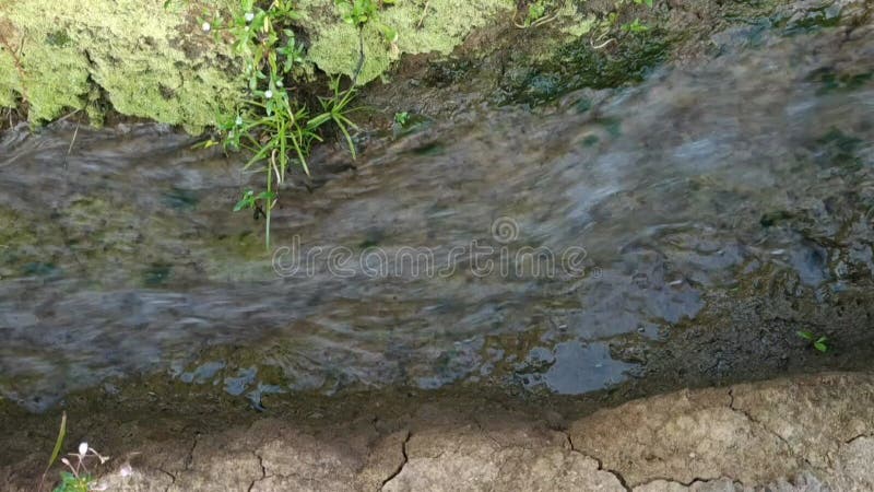 Irrigation of Rice Fields Where the Rice Plants are Still Young Stock ...