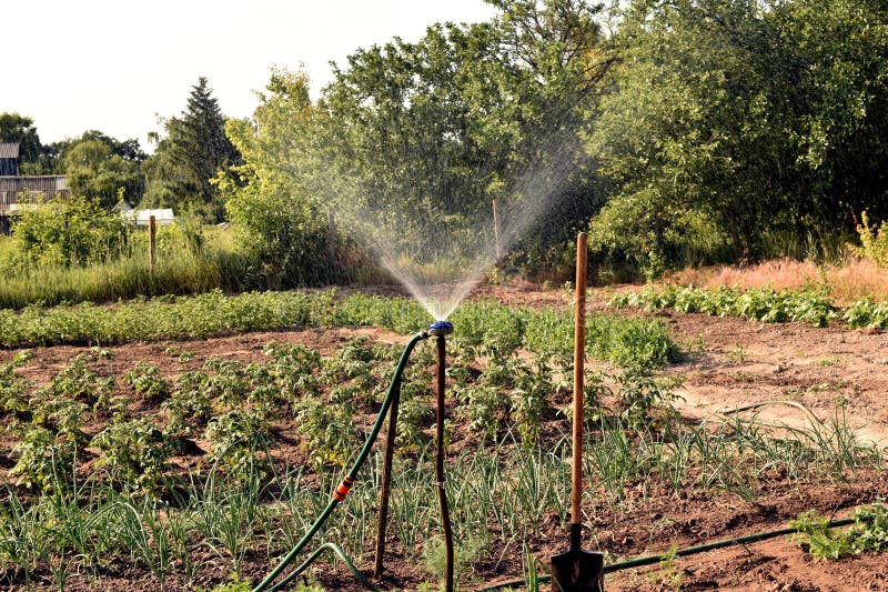 Irrigation of the Garden with a Primitive Installation. Stock Image ...