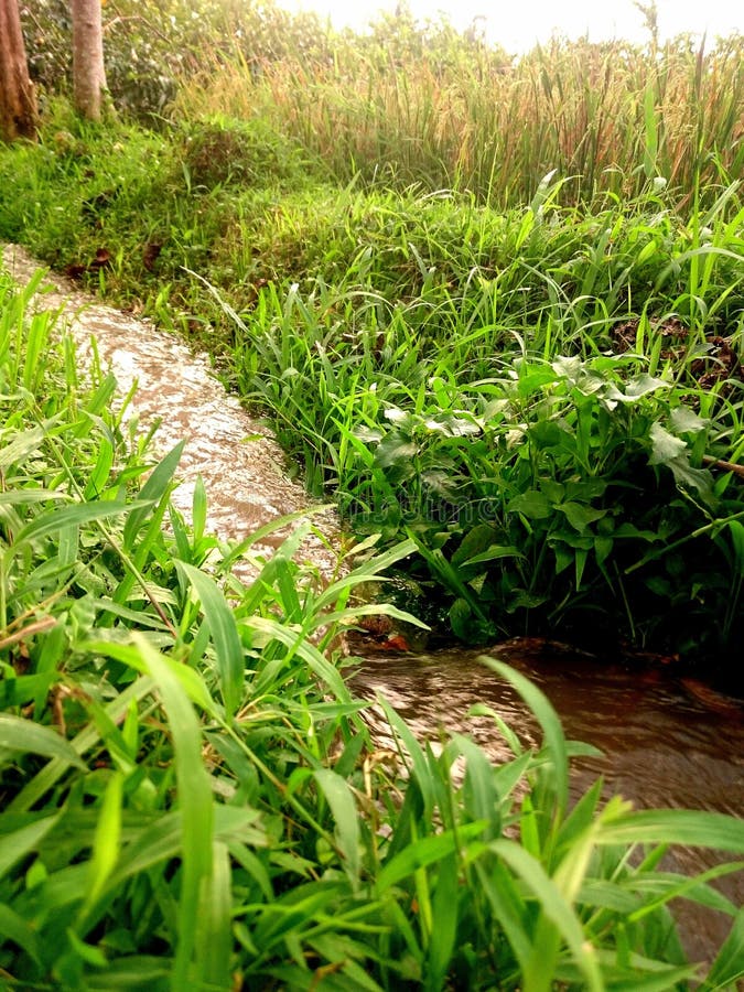 Water Flow in the Small Ditch Stock Image - Image of small, ditch ...
