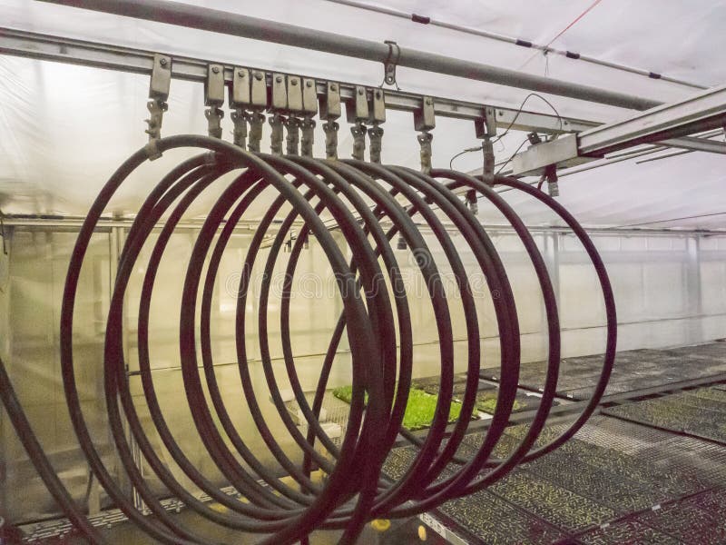 Irrigation Pipe Line for Seedling. Stock Image - Image of organic ...