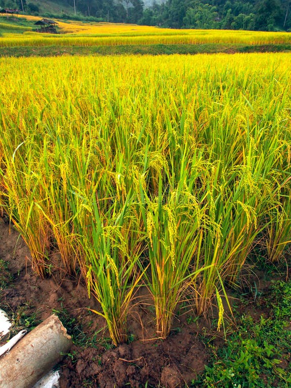 Irrigation pipe for a rice stock photo. Image of irrigation - 46295782