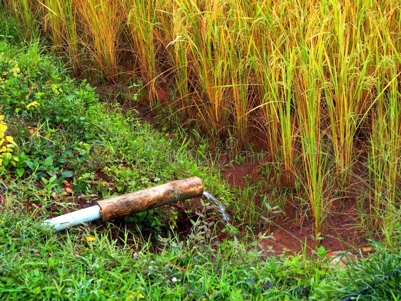Irrigation pipe for a rice stock image. Image of field - 46295883