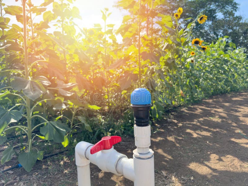 Irrigation pipe system stock photo. Image of plantation - 315954374