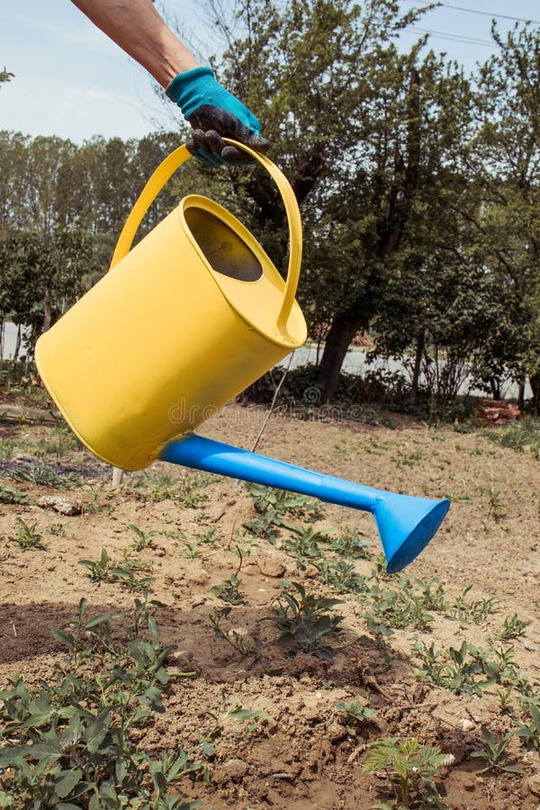 Irrigation of Plants on a Farm with a Watering Can Stock Image - Image ...