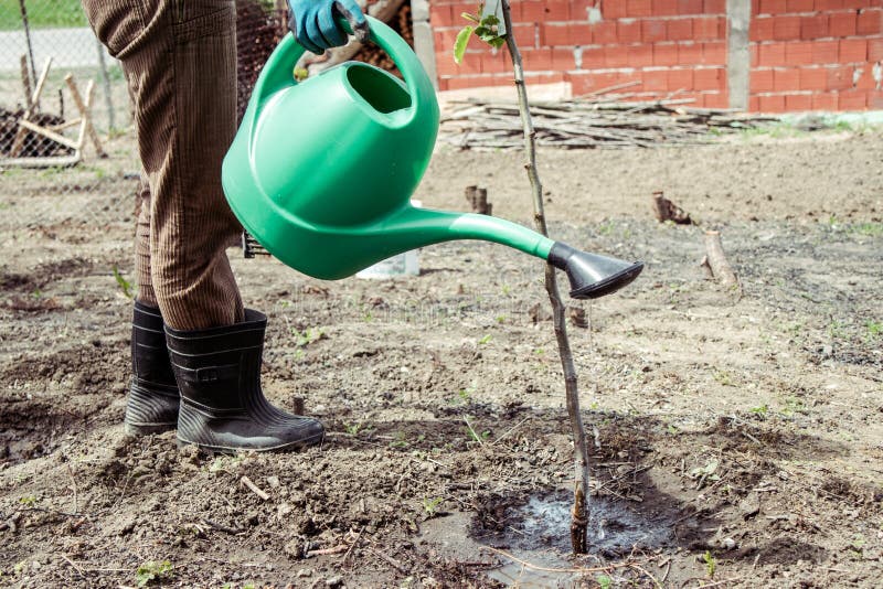 Irrigation of Plants on a Farm with a Watering Can Stock Image - Image ...