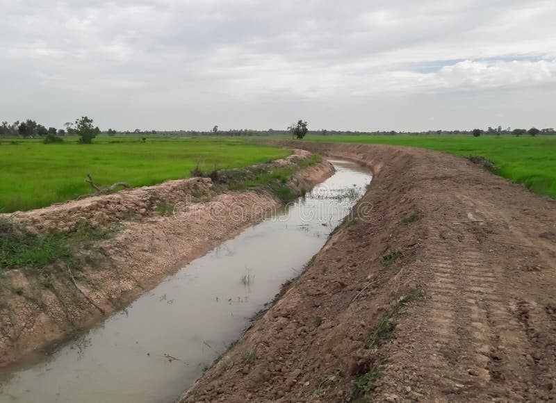 Irrigation in rice field stock photo. Image of rural - 24889496