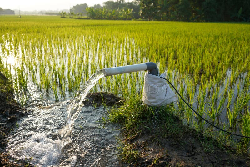 Irrigation of Rice Fields Using Pump. Stock Image - Image of ground ...
