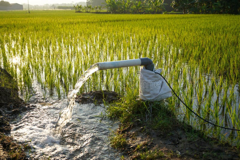 132 Irrigation Rice Field Using Water Pump Stock Photos - Free ...