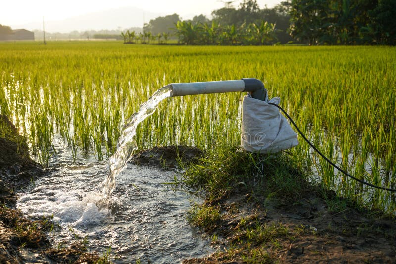 Irrigation of Rice Fields Using Pump. Stock Image - Image of technique ...