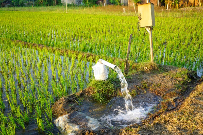 Irrigation of Rice Fields Using Pump Wells with the Technique of ...
