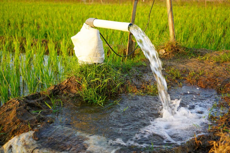 Irrigation of Rice Fields Using Pump. Stock Photo - Image of compressor ...