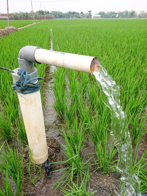 Irrigation of Rice Fields Using Pump Wells with the Technique of ...