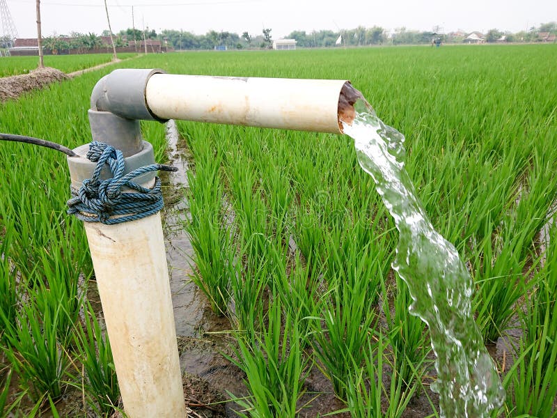 Irrigation of Rice Fields Using Pump Wells with the Technique of ...
