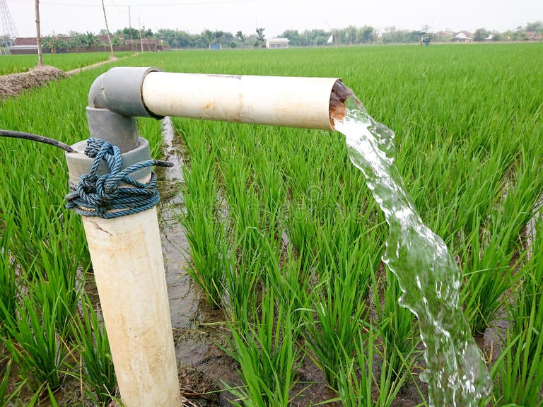 Irrigation of Rice Fields Using Pump Wells with the Technique of ...