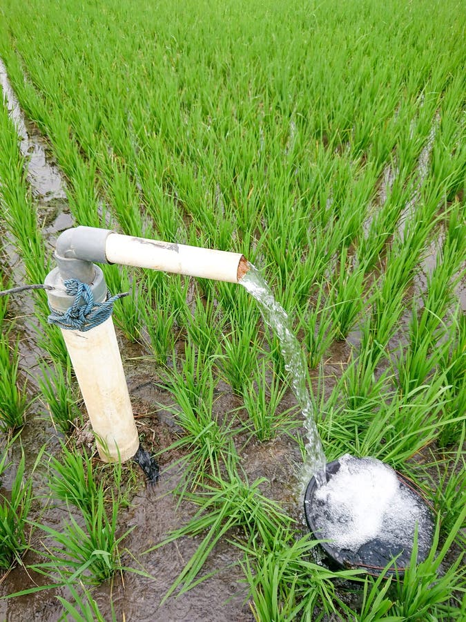 Irrigation of Rice Fields Using Pump Wells with the Technique of ...