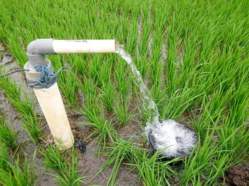 Irrigation of Rice Fields Using Pump Wells with the Technique of ...