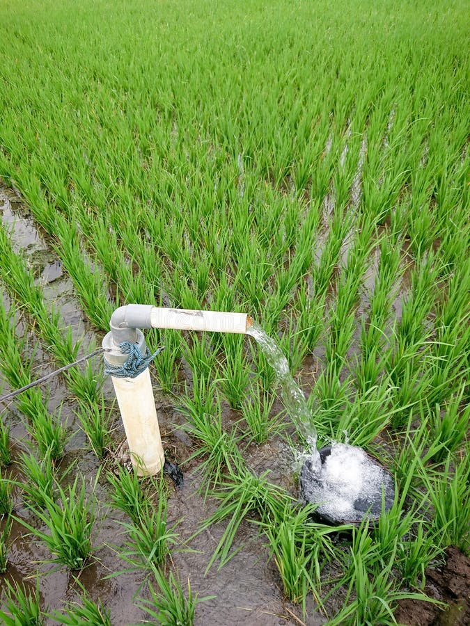 Irrigation of Rice Fields Using Pump Wells with the Technique of ...