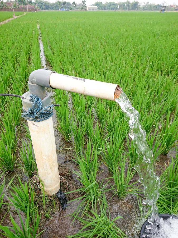 Irrigation of Rice Fields Using Pump Wells with the Technique of ...