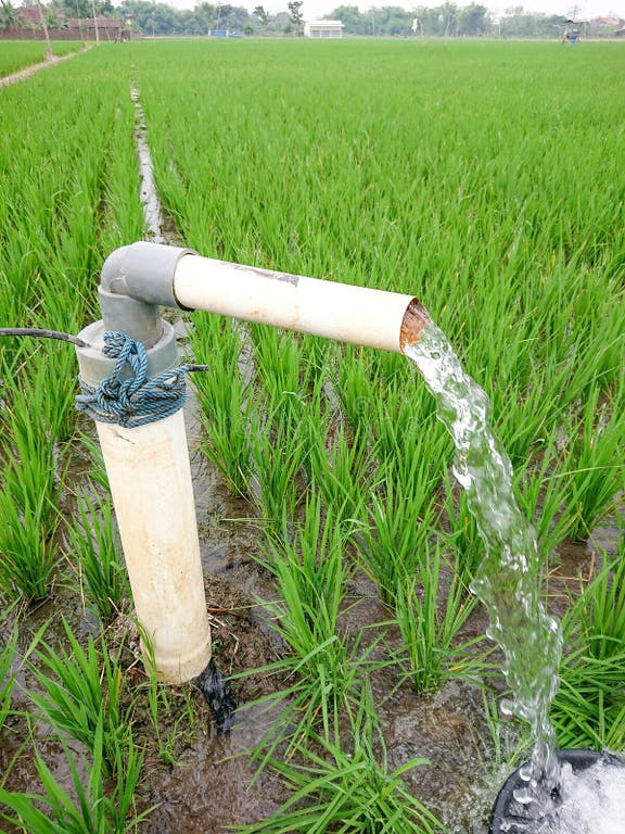 Irrigation of Rice Fields Using Pump Wells with the Technique of ...