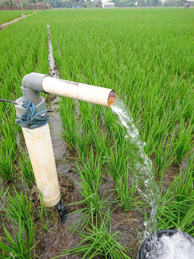 Irrigation of Rice Fields Using Pump Wells with the Technique of ...