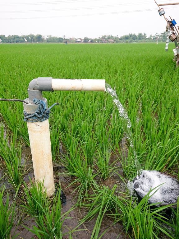 Irrigation of Rice Fields Using Pump Wells with the Technique of ...