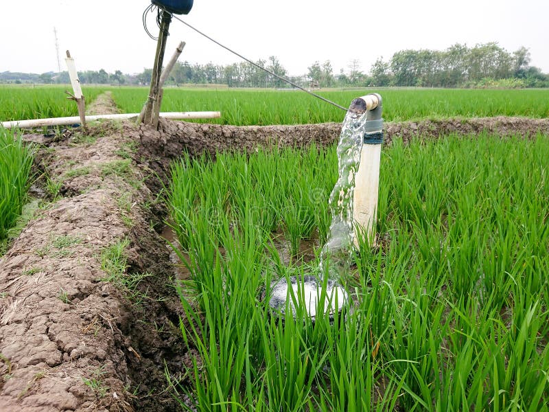 Irrigation of Rice Fields Using Pump Wells with the Technique of ...