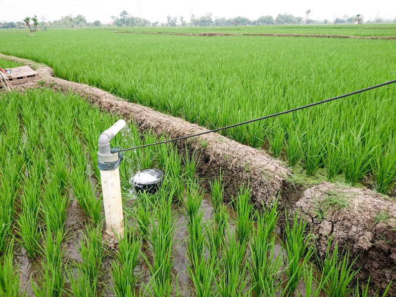 Irrigation of Rice Fields Using Pump Wells with the Technique of ...