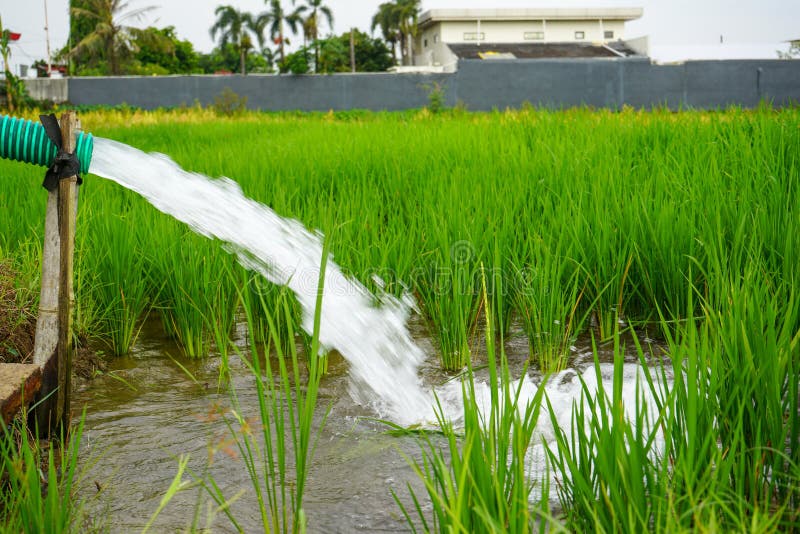 Irrigation of Rice Fields Using Pump Wells with the Technique of ...