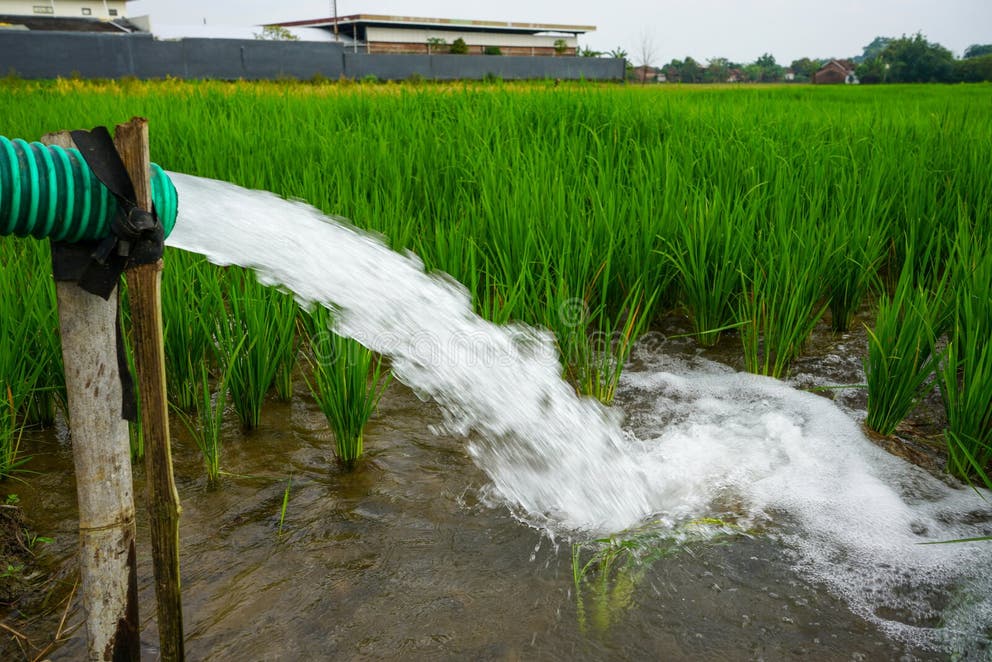 Irrigation of Rice Fields Using Pump Wells with the Technique of ...