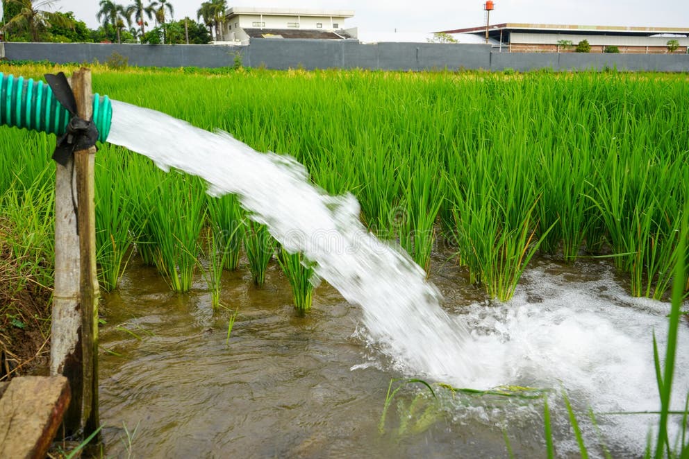 Irrigation of Rice Fields Using Pump Wells with the Technique of ...