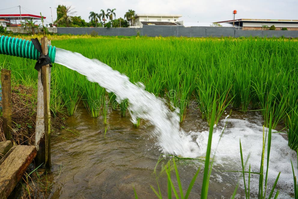 Irrigation of Rice Fields Using Pump Wells with the Technique of ...