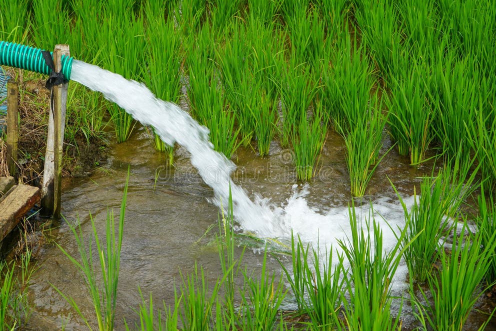 Irrigation of Rice Fields Using Pump Wells with the Technique of ...