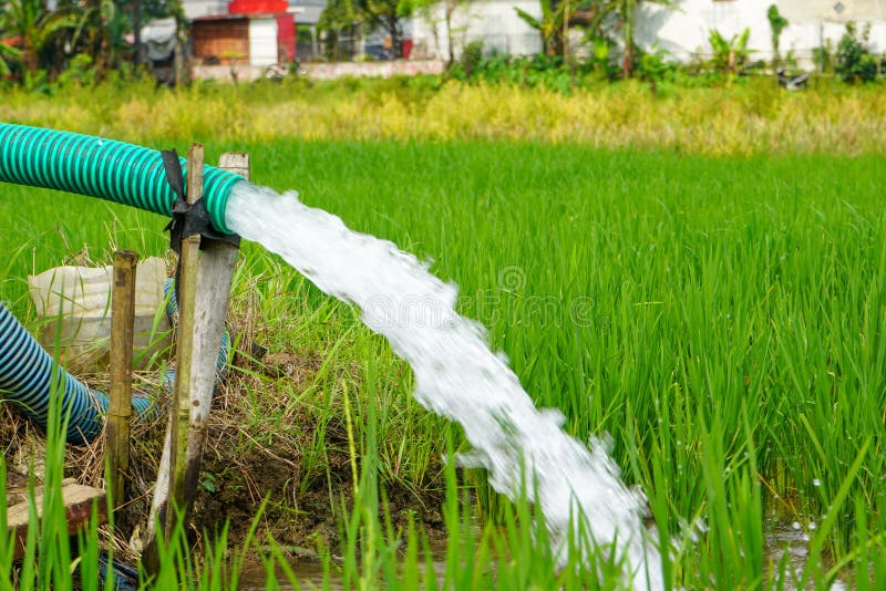Irrigation of Rice Fields Using Pump Wells with the Technique of ...