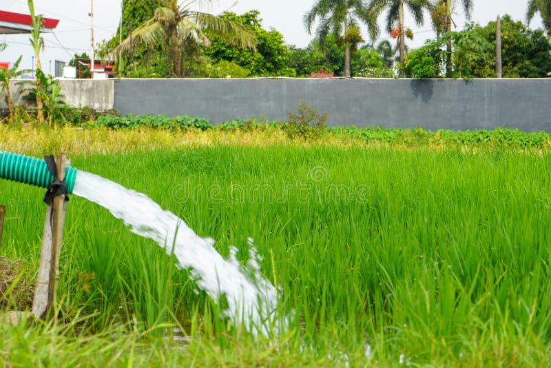 Irrigation of Rice Fields Using Pump Wells with the Technique of ...